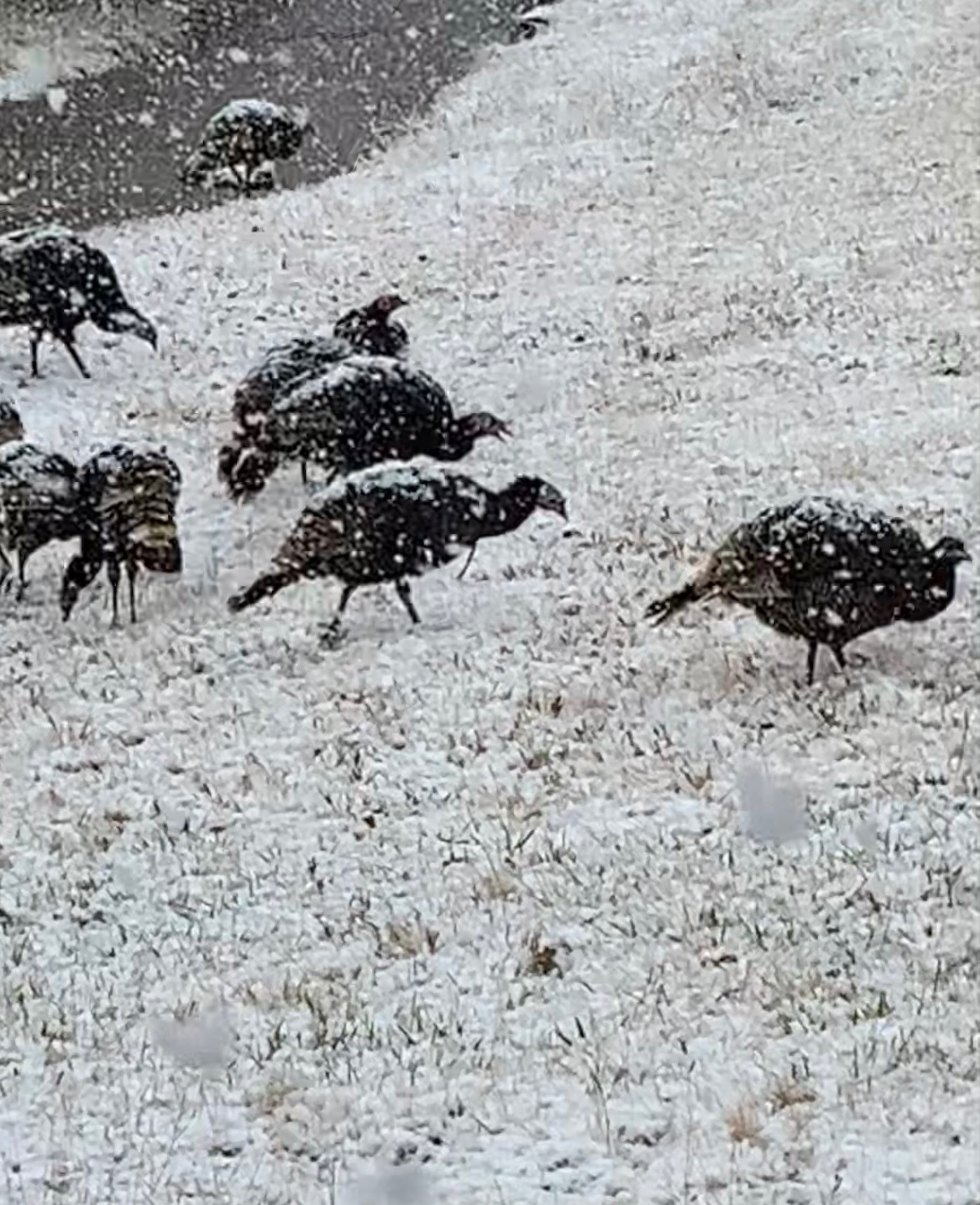Wild turkeys in the snow Custer State Park SD | Travel And Tell