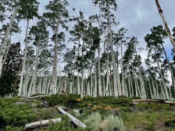 Pando, The Trembling Giant: Aspen Grove | Travel And Tell